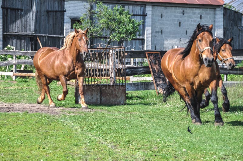 A Herd of Horses Running through the Paddock in Front of the Stable ...
