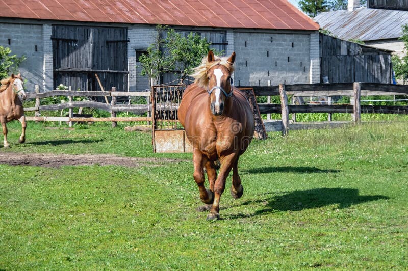 A Herd of Horses Running through the Paddock in Front of the Stable ...