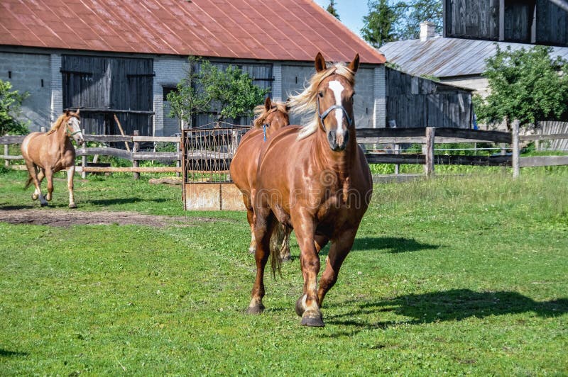 A Herd of Horses Running through the Paddock in Front of the Stable ...