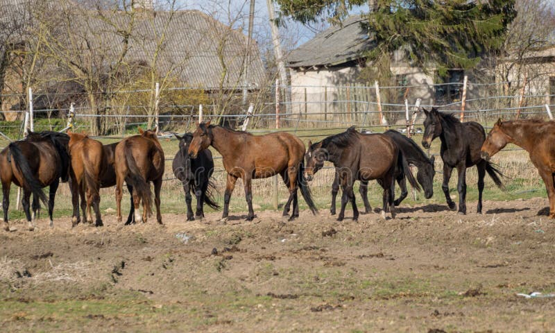 Herd of horses in spring stock image. Image of field - 179756617