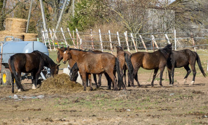 Herd of horses in spring stock image. Image of grass - 182225081