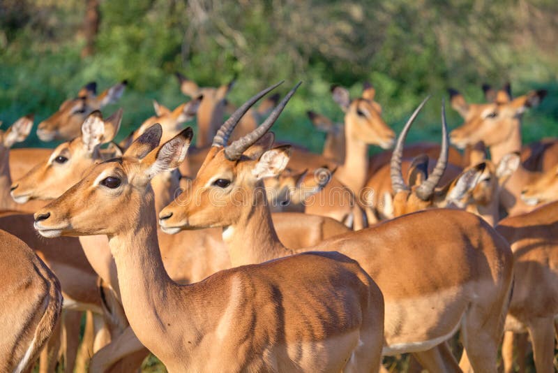 Vintage Perfume Bottle stock image. Image of scent, container - 17339603