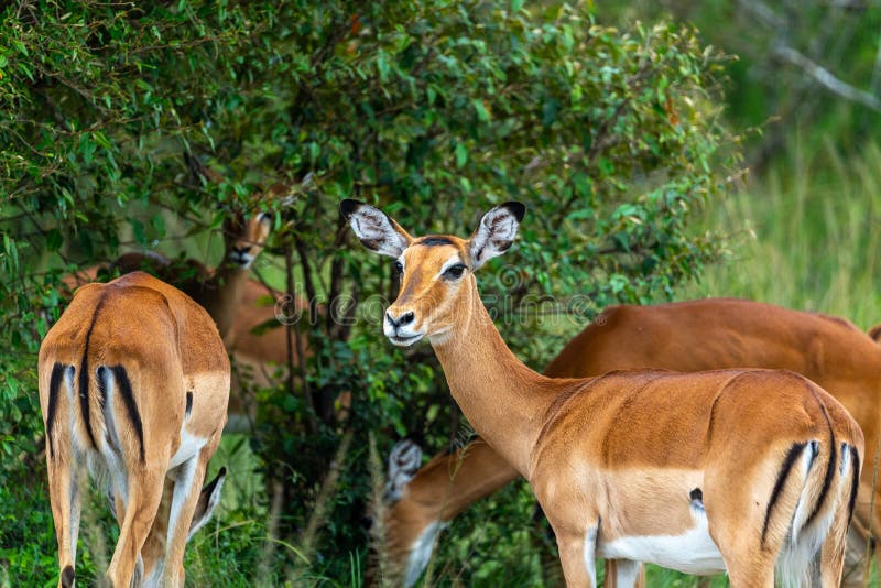 Herd of Impalas stock image. Image of wilderness, travel - 365399009