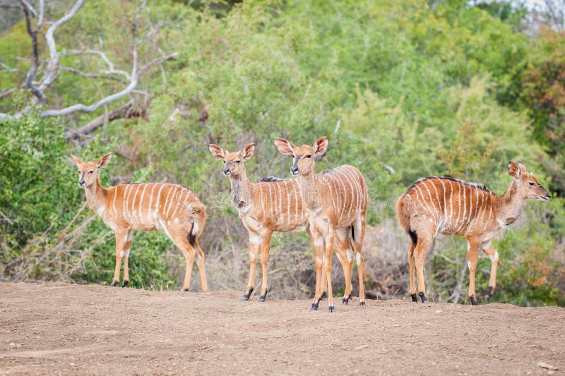 Herd Of Nyala Antelope On The Savanna. Stock Image - Image of land ...