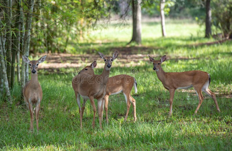 Herd of Key Deer (Odocoileus Virginianus Clavium) Standing in a Meadow ...
