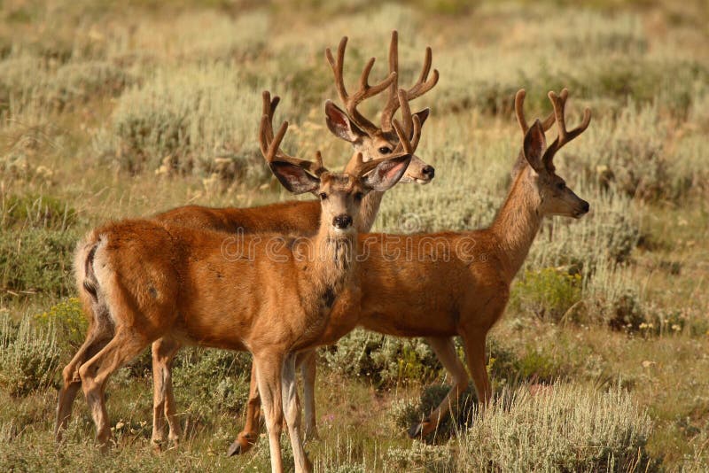 Herd of Large Mule Deer Bucks Stock Photo - Image of male, bucks: 20116316
