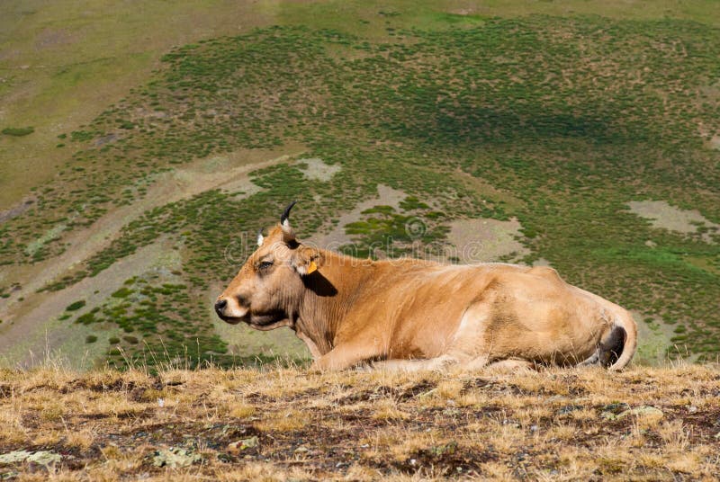 Herd leader stock photo. Image of ruminant, resting, bull - 33811504