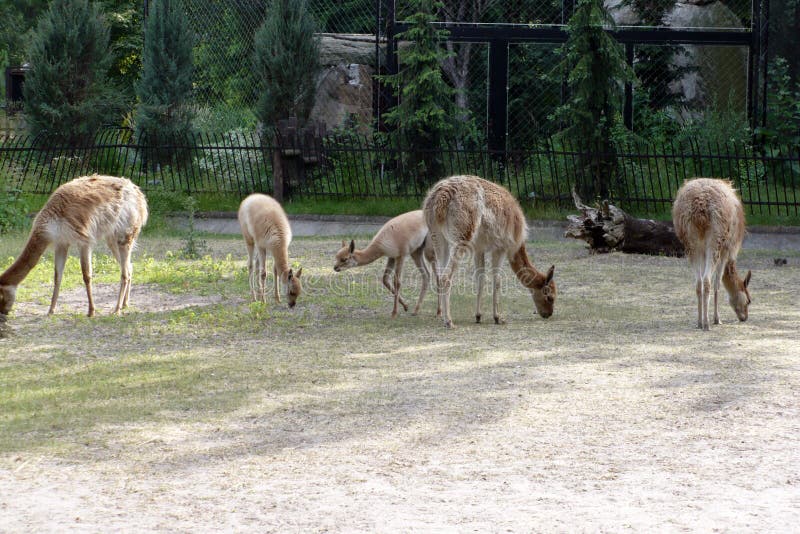 A Herd of Llamas at the Zoo Eats the Ground Stock Image - Image of ...