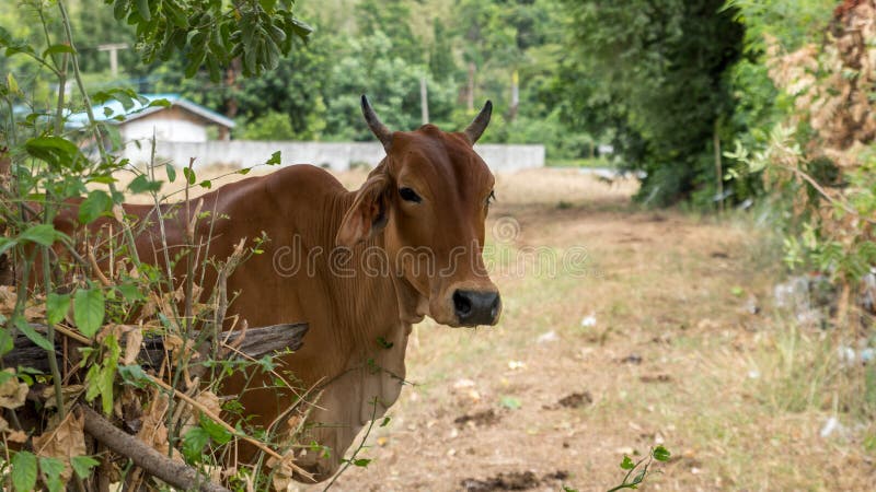 Long Eared Cow Thailand Stock Photos - Free & Royalty-Free Stock Photos ...