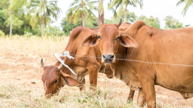 316 Long Ears Cattle Field Stock Photos - Free & Royalty-Free Stock ...
