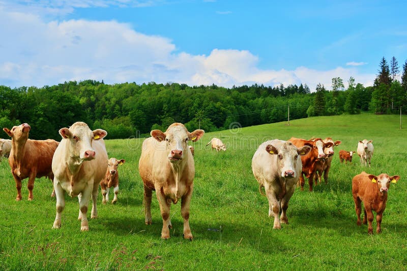 Looking cows stock image. Image of milk, farm, cows - 184788263