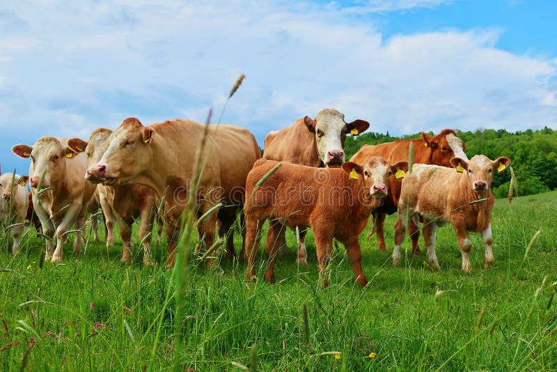 Looking cows stock photo. Image of blue, herd, domestic - 184788378