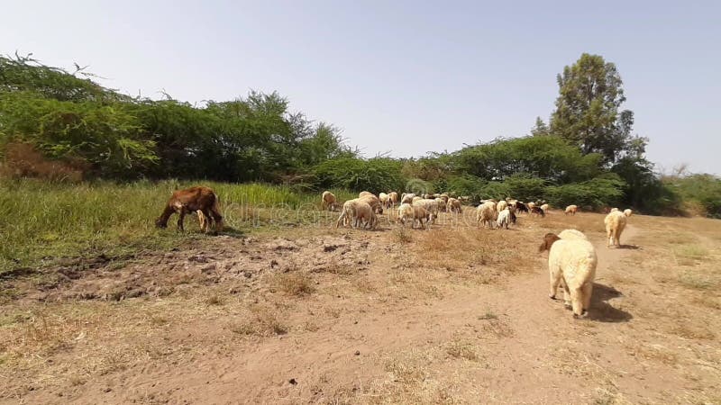 Herd lots of sheep. Video stock video. Video of family - 275891009