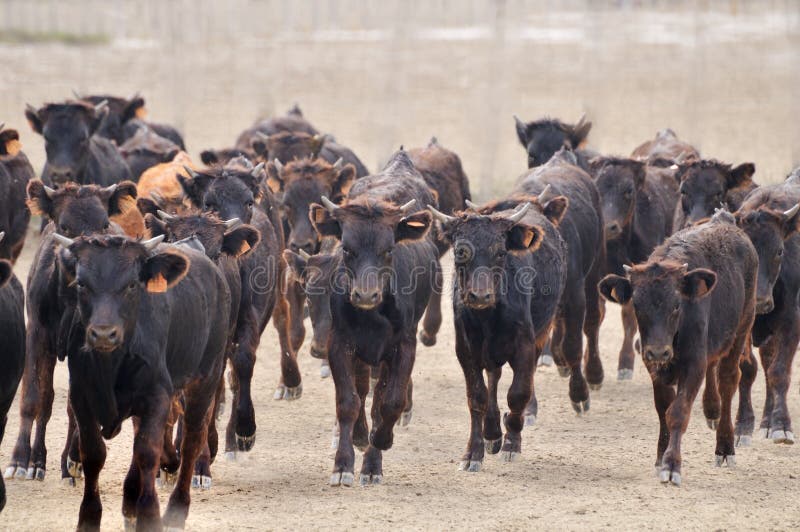 A Herd of Male Calves Charging Stock Image - Image of herd, mammal ...
