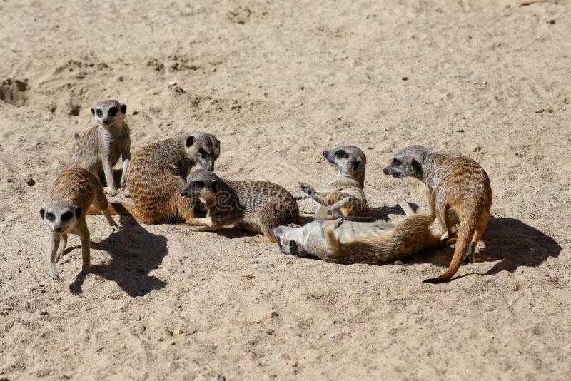 Meerkats Playing with a Ball at the Zoo Stock Image - Image of playing ...