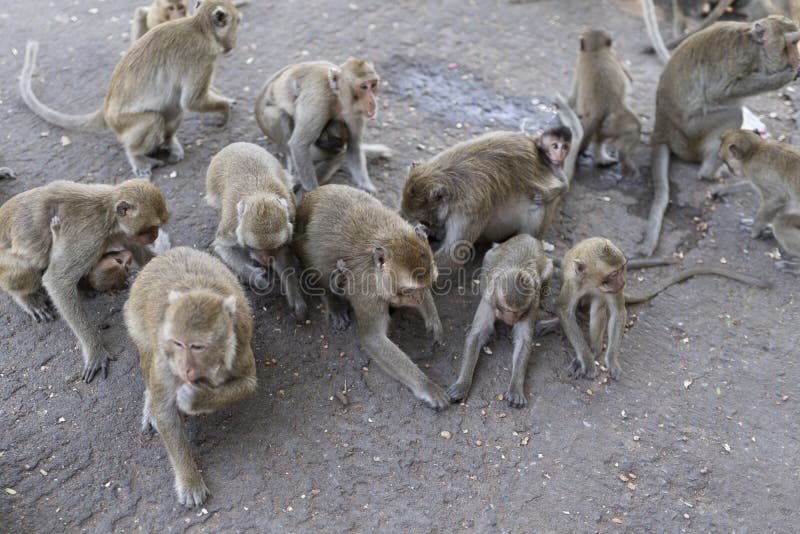 Herd of Monkeys are Eating Nuts. Feeding Monkeys with Nuts Stock Image ...