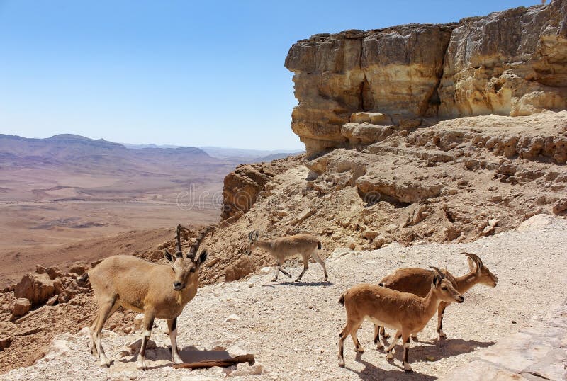Camels in Mountain Desert in Chad Stock Image - Image of animal, travel ...