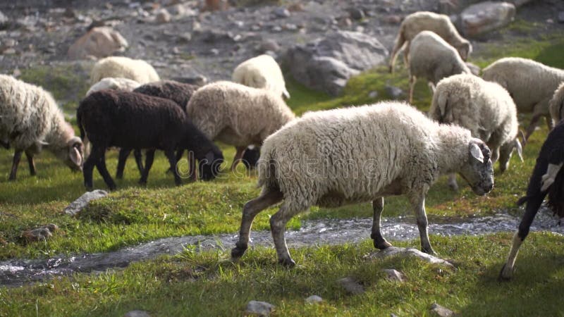 Herd of Multi-colored Beautiful Pockmarked Sheep Closeup Walks Along ...