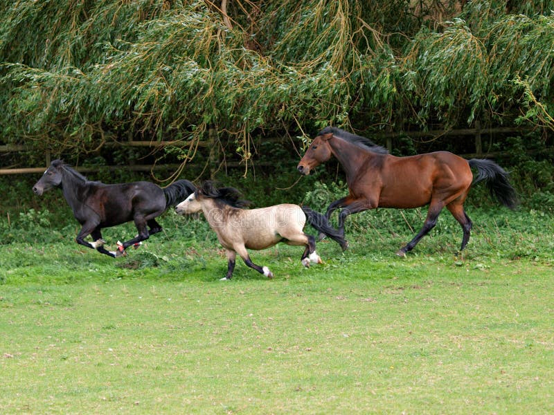 Running Horses stock photo. Image of beauty, herd, pony - 166522692