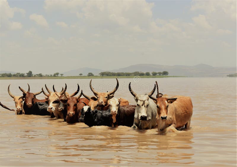 Herd of Ox Led by Some Kids in a Lake in Ethiopia Stock Image - Image ...