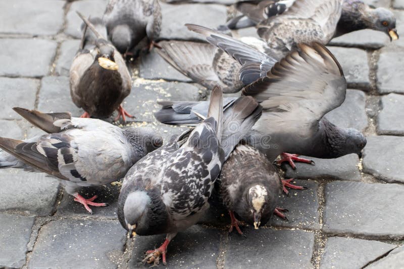 Herd of Pigeons Eating Feed on the Street, Close -up. Fed Pigeons Stock ...