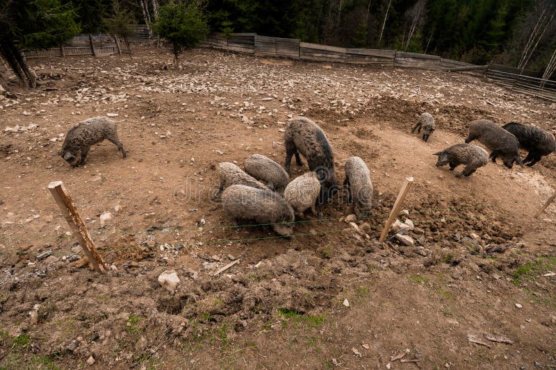 A Herd of Pigs Foraging on a Rustic Farm in a Forested Setting Stock ...