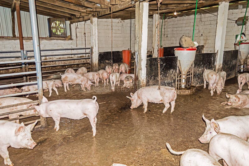 Herd of Pigs in the Pigsty stock photo. Image of food - 72204320