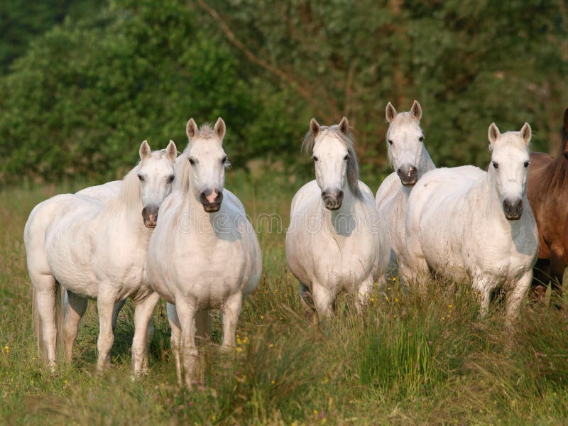 Herd of Ponies stock image. Image of connemara, meadow - 186521803