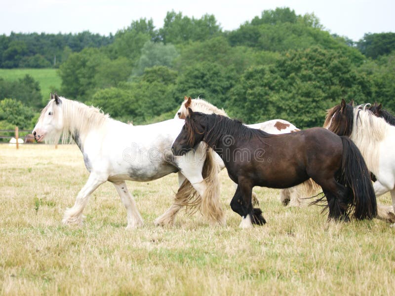 Herd of Ponies stock photo. Image of trot, group, mammal - 212277864