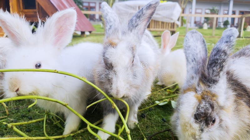 Herd of Rabbits Eating Fresh Vegetables Stock Image - Image of animal ...