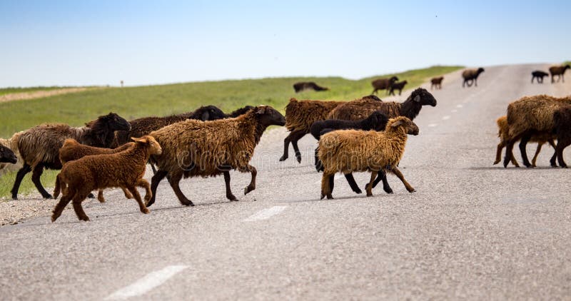 A Herd of Rams Cross the Road Stock Photo - Image of landscape, pasture ...