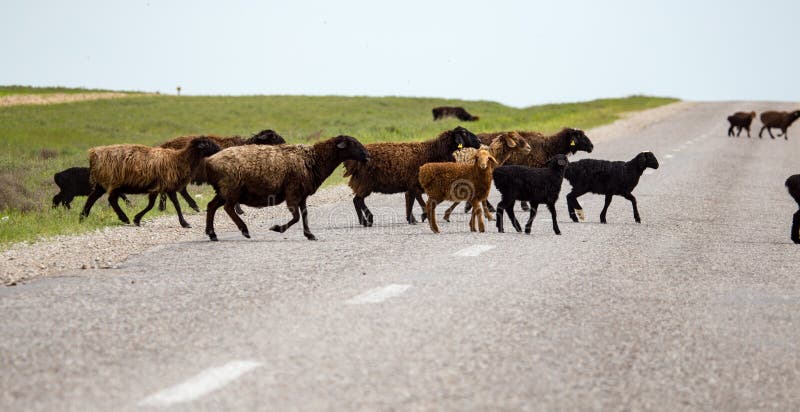 A Herd of Rams Cross the Road Stock Image - Image of group, mammal ...