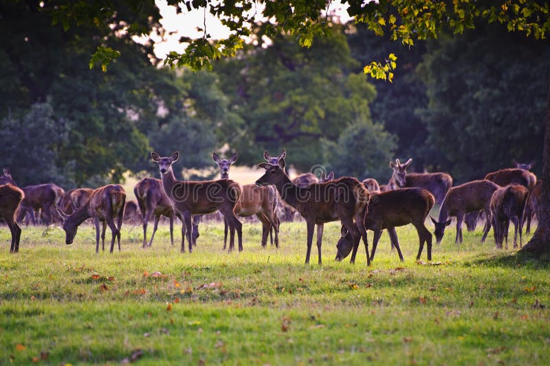 Herd of Red Deer in Autumn Fall Stock Photo - Image of roaming, male ...