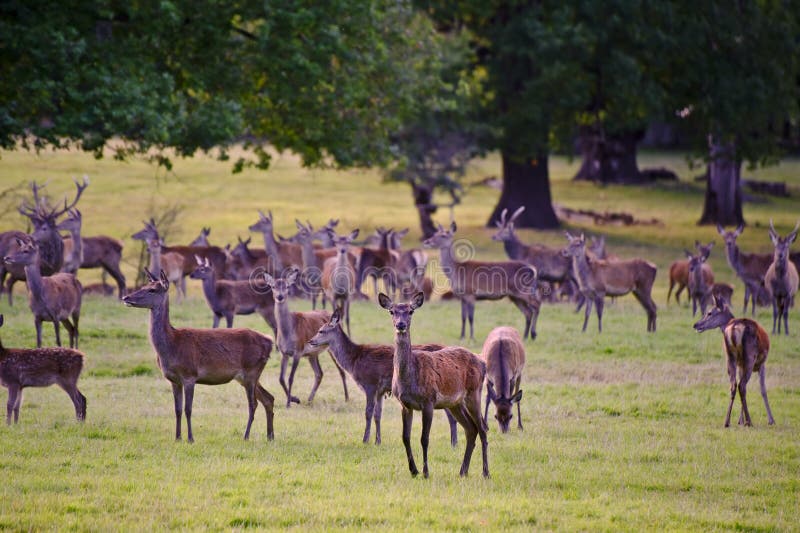 Herd of Red Deer in Autumn Fall Stock Photo - Image of mammal, powerful ...