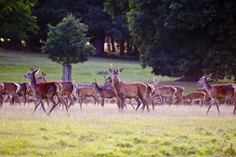 Herd of Red Deer in Autumn Fall Stock Photo - Image of powerful, coat ...