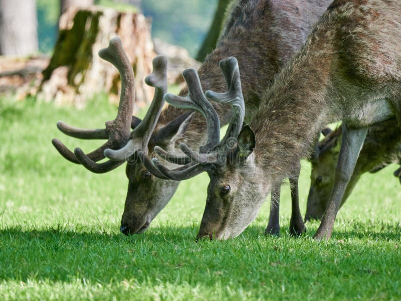 Red Deer Grazing in the Spring Stock Photo - Image of hunting, mammal ...