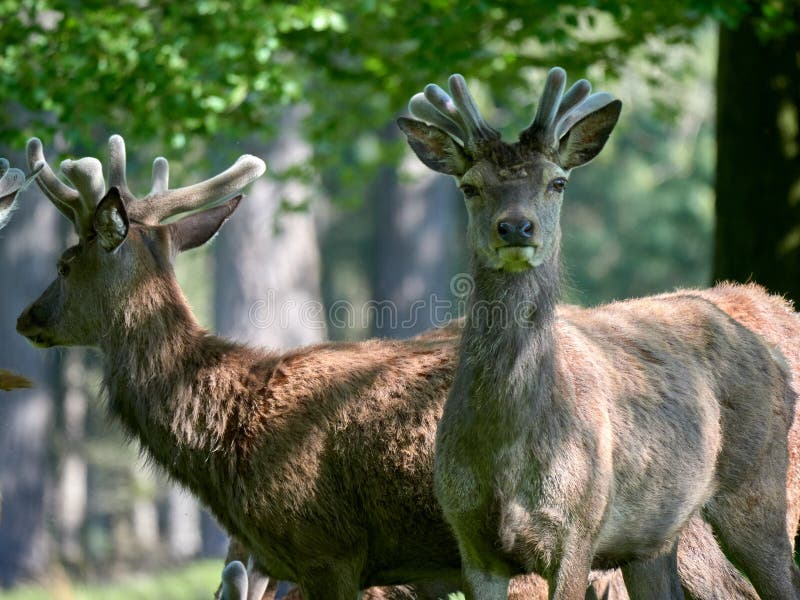 Red Deer Grazing in the Spring Stock Photo - Image of elaphus, antler ...