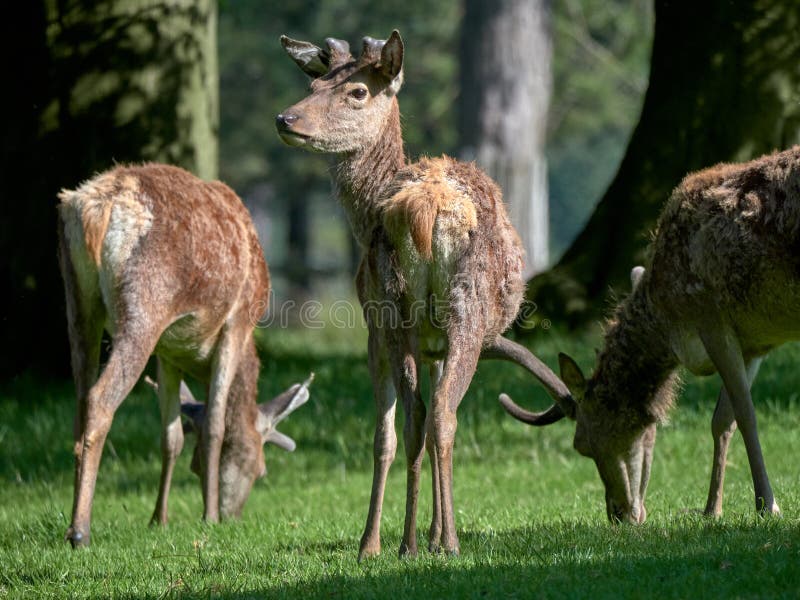 Red Deer Grazing in the Spring Stock Image - Image of mammal, female ...