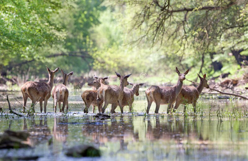Herd of red deer hinds stock image. Image of reserve - 53455973