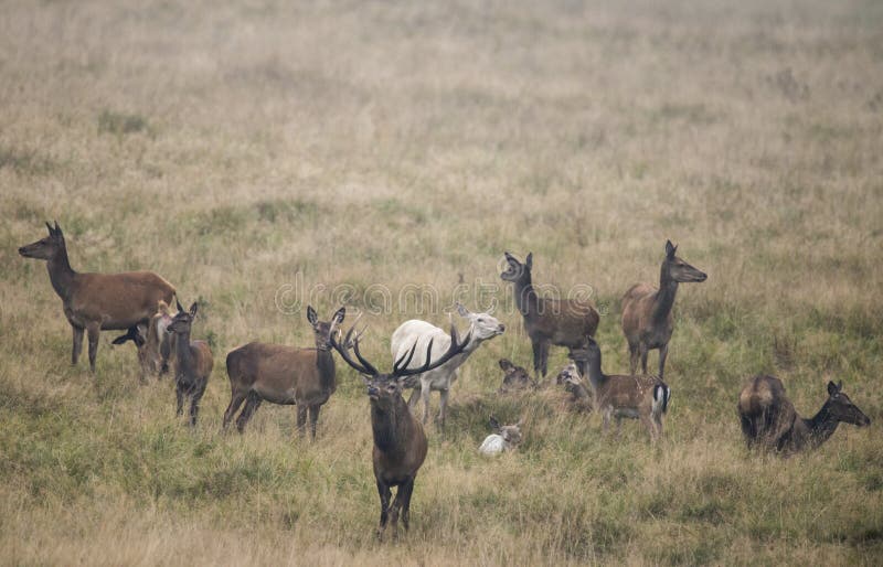A herd of red deer stock photo. Image of herd, wildlife - 45310314