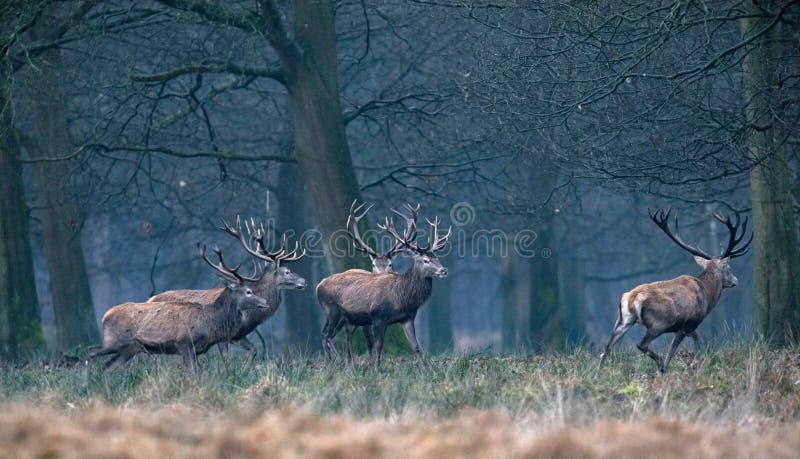Herd of Red Deer Stag Walking from Field into Winter Forest. Stock ...