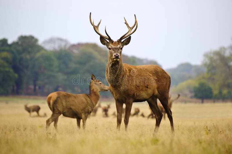 Herd of Red Deer Stags and Does Stock Photo - Image of ruminant, stag ...