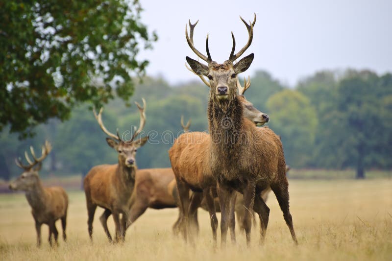 Herd of Red Deer Stags and Does in Autumn Stock Photo - Image of ...