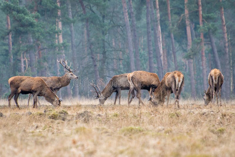 A herd of red deer stock photo. Image of wildlife, forest - 123771258
