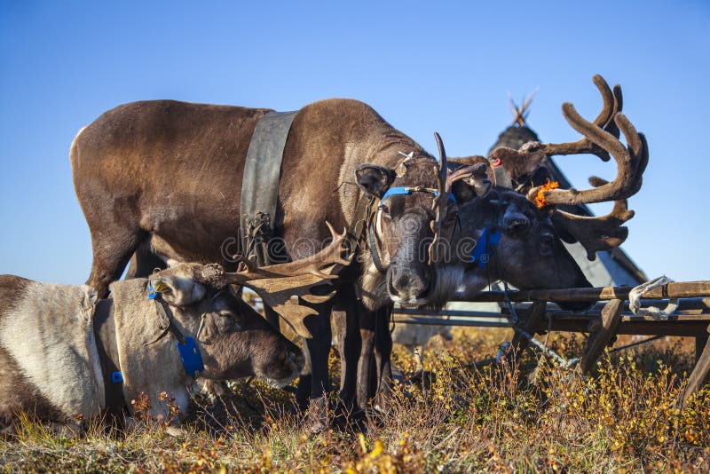 Herd of Reindeer in Autumn Weather, Pasture Reindeer Stock Image ...