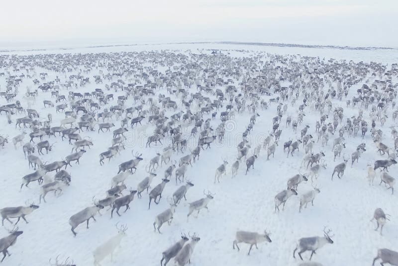 Herd of reindeer top view stock photo. Image of animal - 166987692