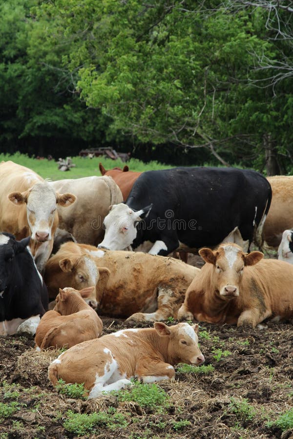 Herd of relaxing cows stock image. Image of animals - 151253833
