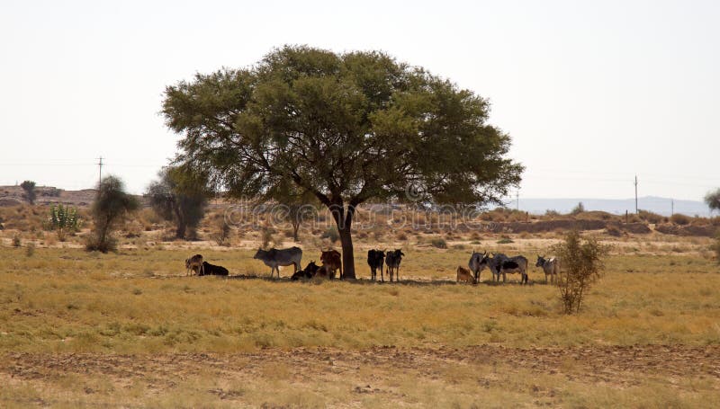 Herd Rests in the Shade of a Decaying Tree Stock Photo - Image of ...