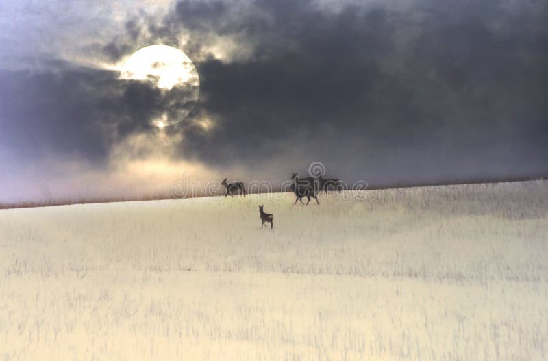 Herd of Roe Deer on a Snowy Field at Night Stock Photo - Image of deer ...