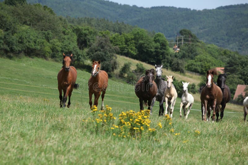 Herd of running horses stock photo. Image of animal, welsh - 30118748